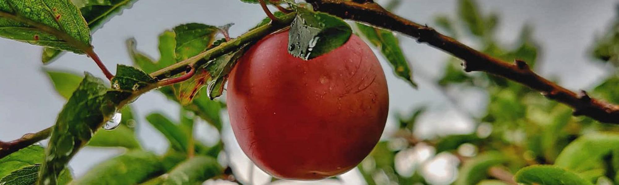 Kanthalloor | Place known for its climate better than Munnar.