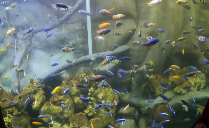 Lokaranjan Tunnel Aquarium, Mysore